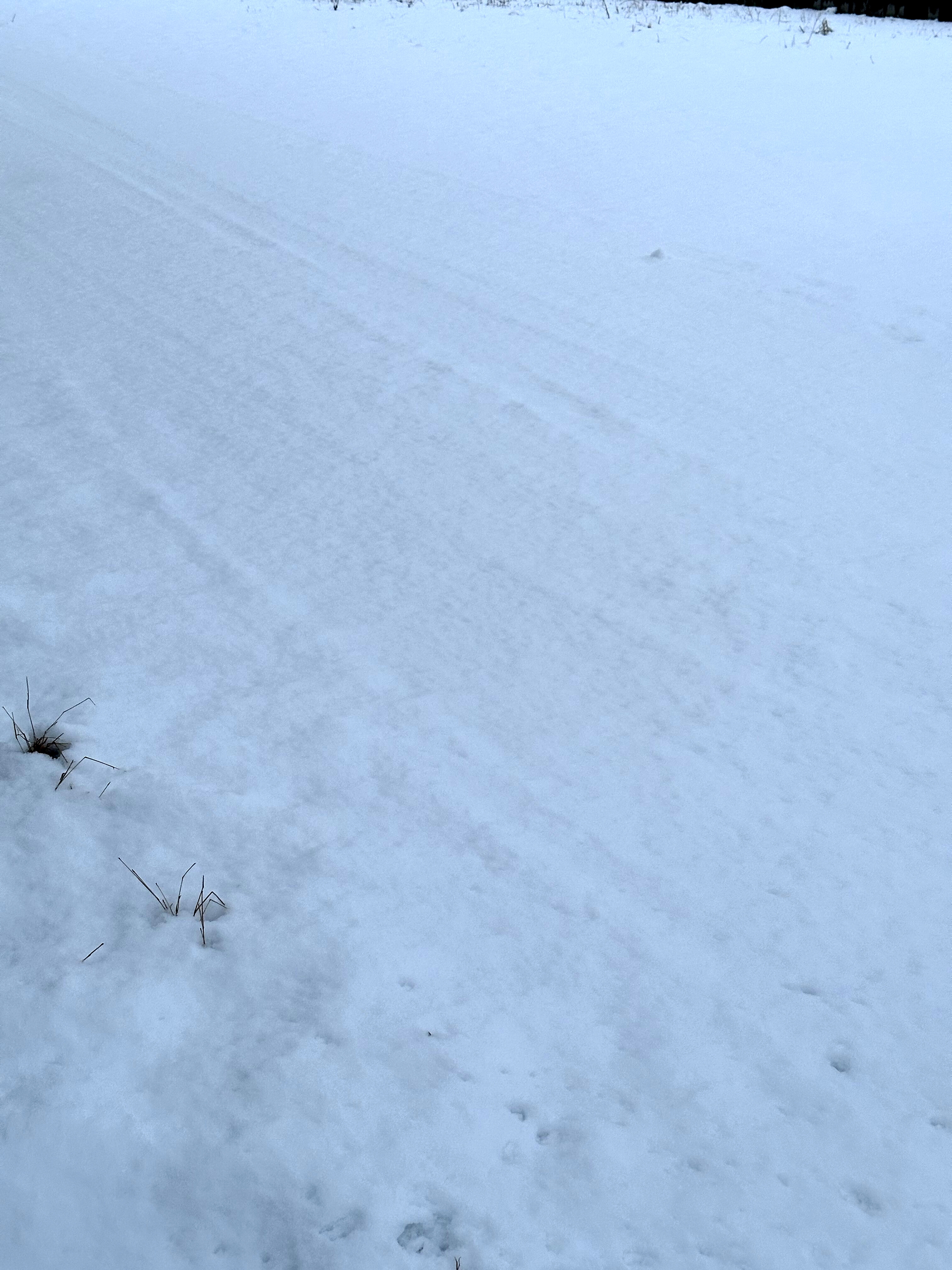 2024年02月06日 : Studio Trefle