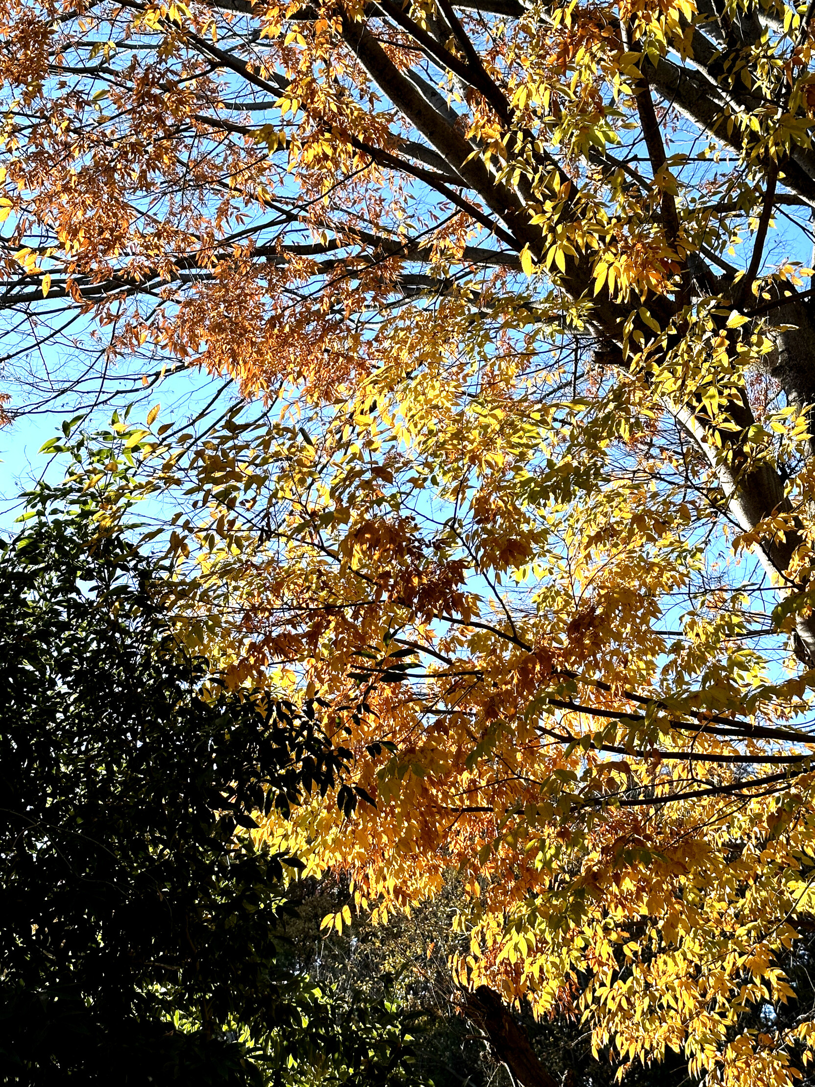 12/14 高揚 : Studio Trefle