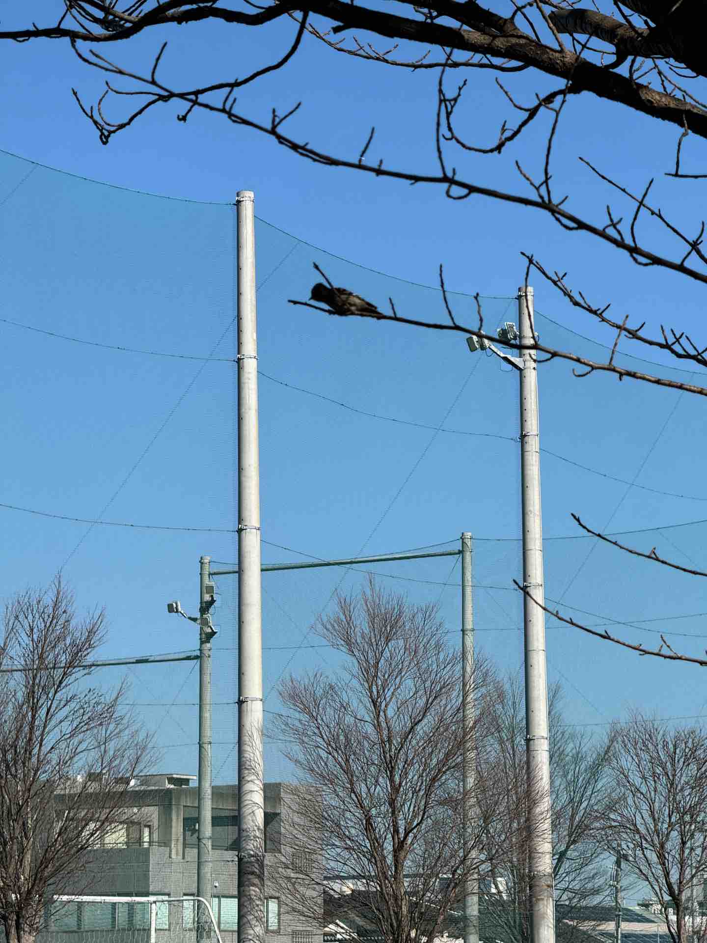 星空逍遥 sulafat : コゲラがいました