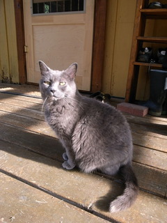 Ashram cat 2。 : すみきちブログ。