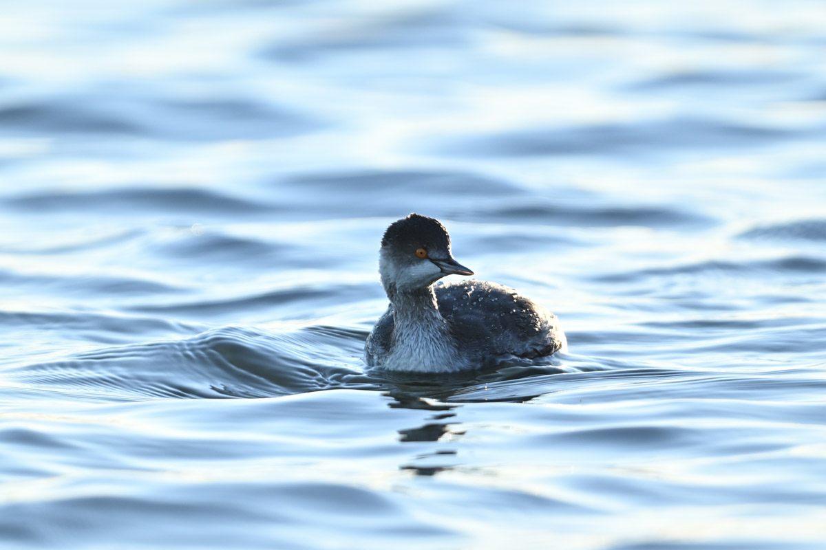 Sunnyday Blog:赤い目のカイツブリ - livedoor Blog（ブログ）