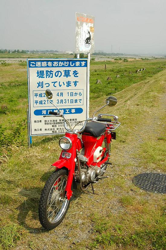 オオキンケイギクと「ハンターカブ」CT90K0 : スーパーカブ中心生活？ TONY’S甲信生活！