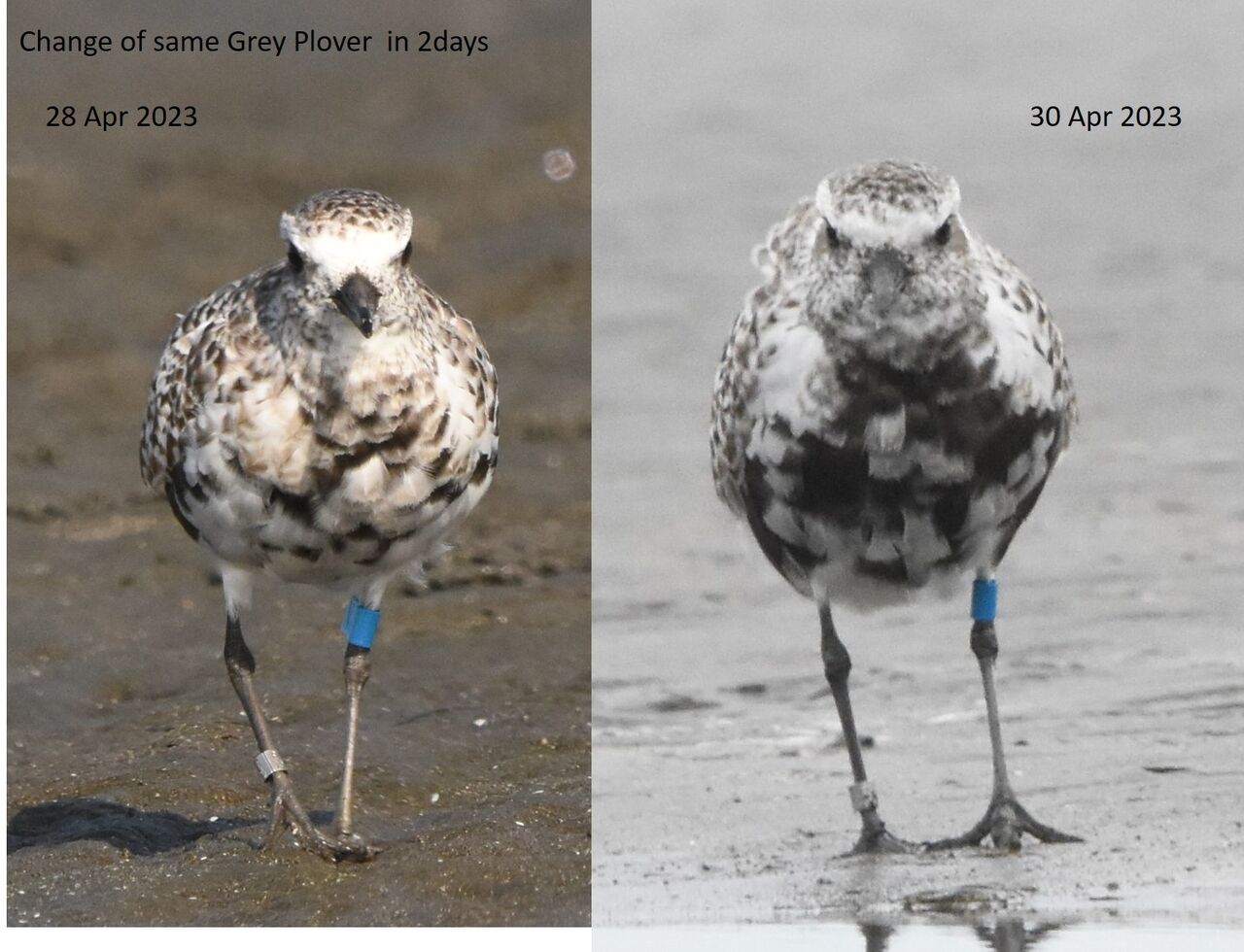 標識ダイゼン【N8】 2023年4-5月 / 7cy flagged Grey Plover observation in Japan ...