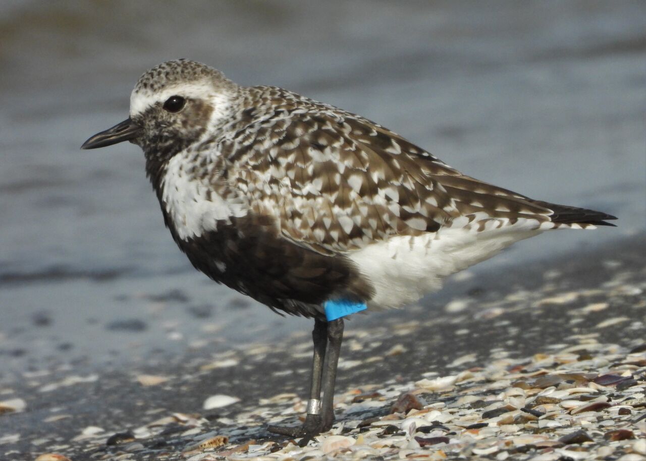 標識ダイゼン【N8】 2023年4-5月 / 7cy flagged Grey Plover observation in Japan ...