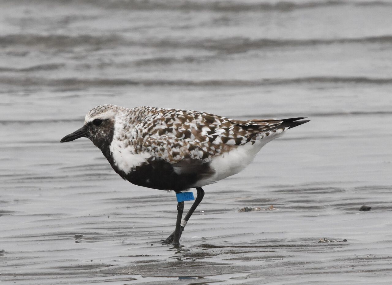 標識ダイゼン【N8】 2023年4-5月 / 7cy flagged Grey Plover observation in Japan ...