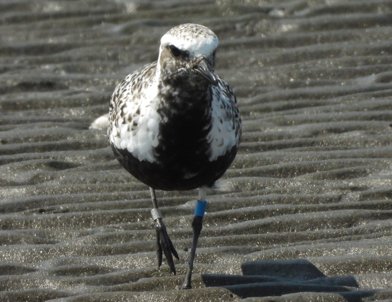 標識ダイゼン【N8】 2023年4-5月 / 7cy flagged Grey Plover observation in Japan ...