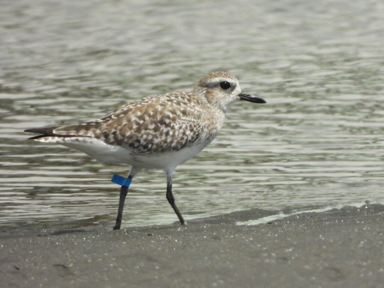 標識ダイゼン【N8】 2023年4-5月 / 7cy flagged Grey Plover observation in Japan ...