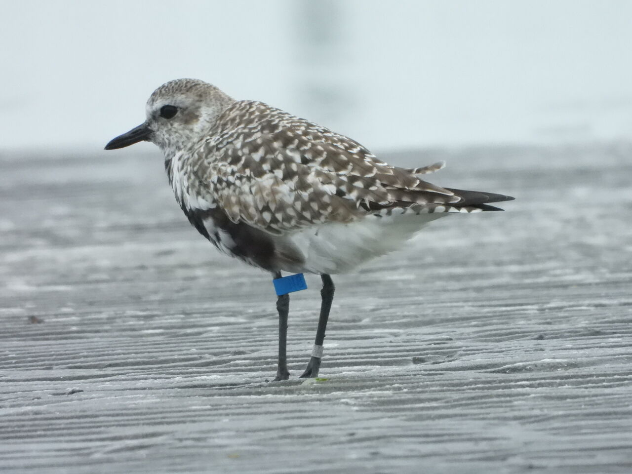 標識ダイゼン【N8】 2023年4-5月 / 7cy flagged Grey Plover observation in Japan ...