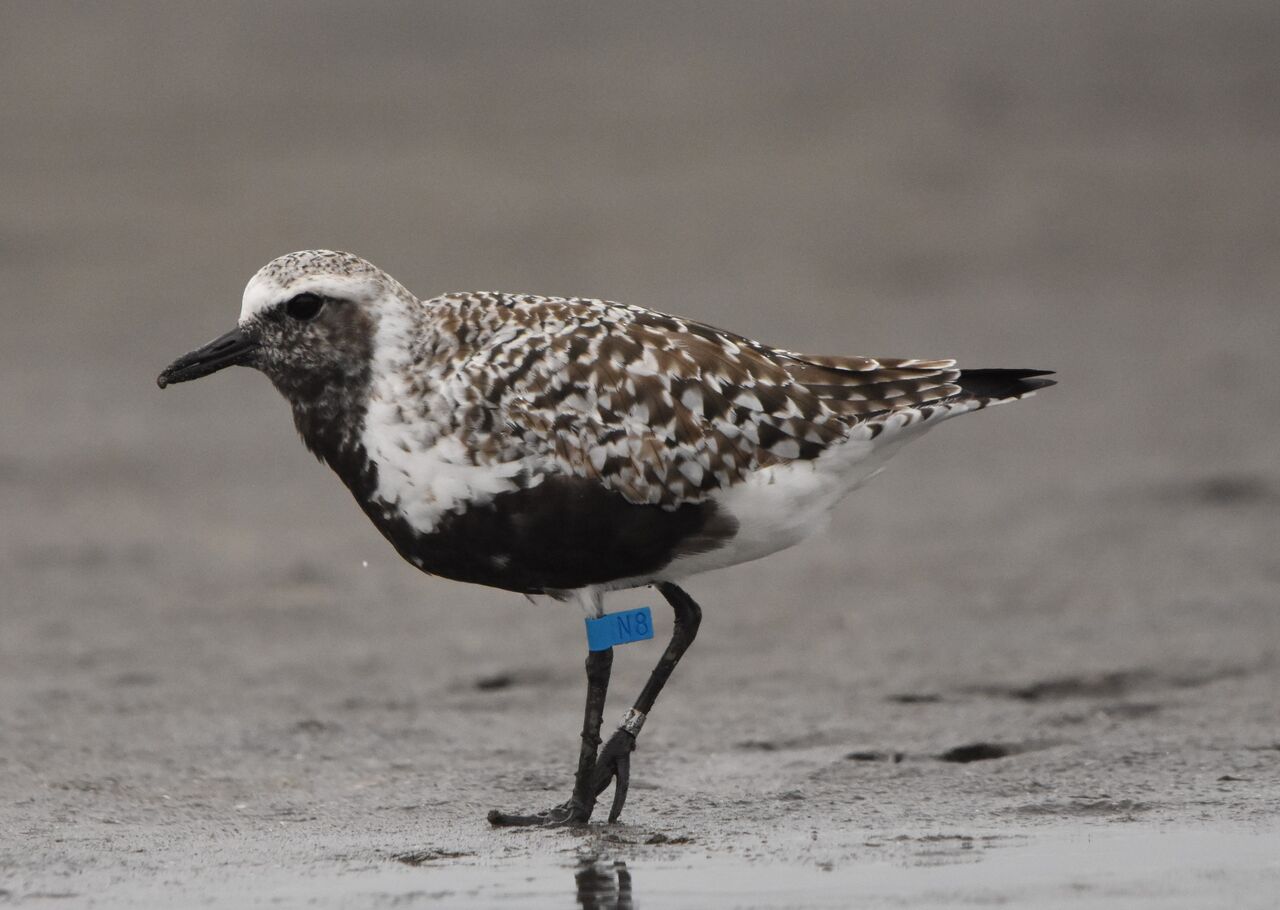 標識ダイゼン【N8】 2023年4-5月 / 7cy flagged Grey Plover observation in Japan ...