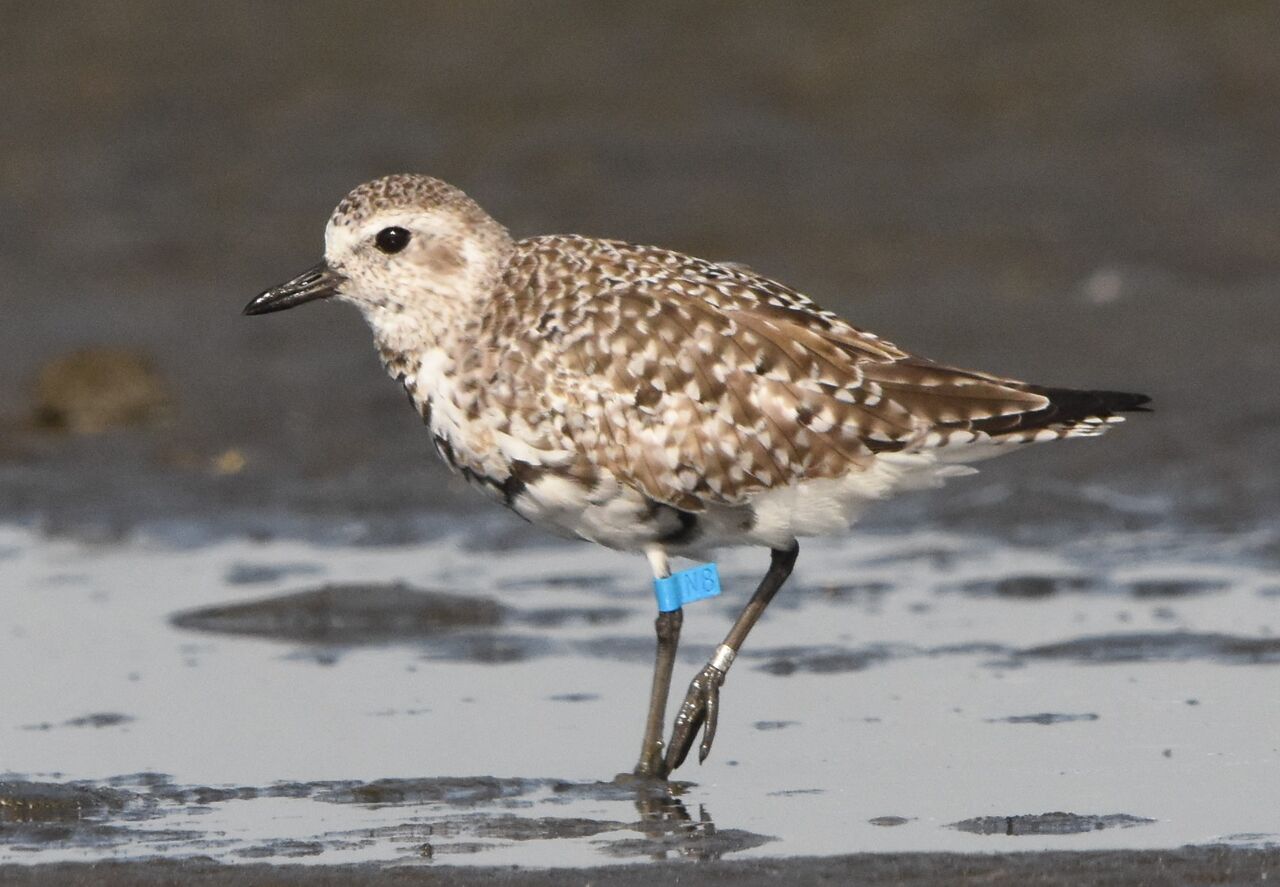 標識ダイゼン【N8】 2023年4-5月 / 7cy flagged Grey Plover observation in Japan ...