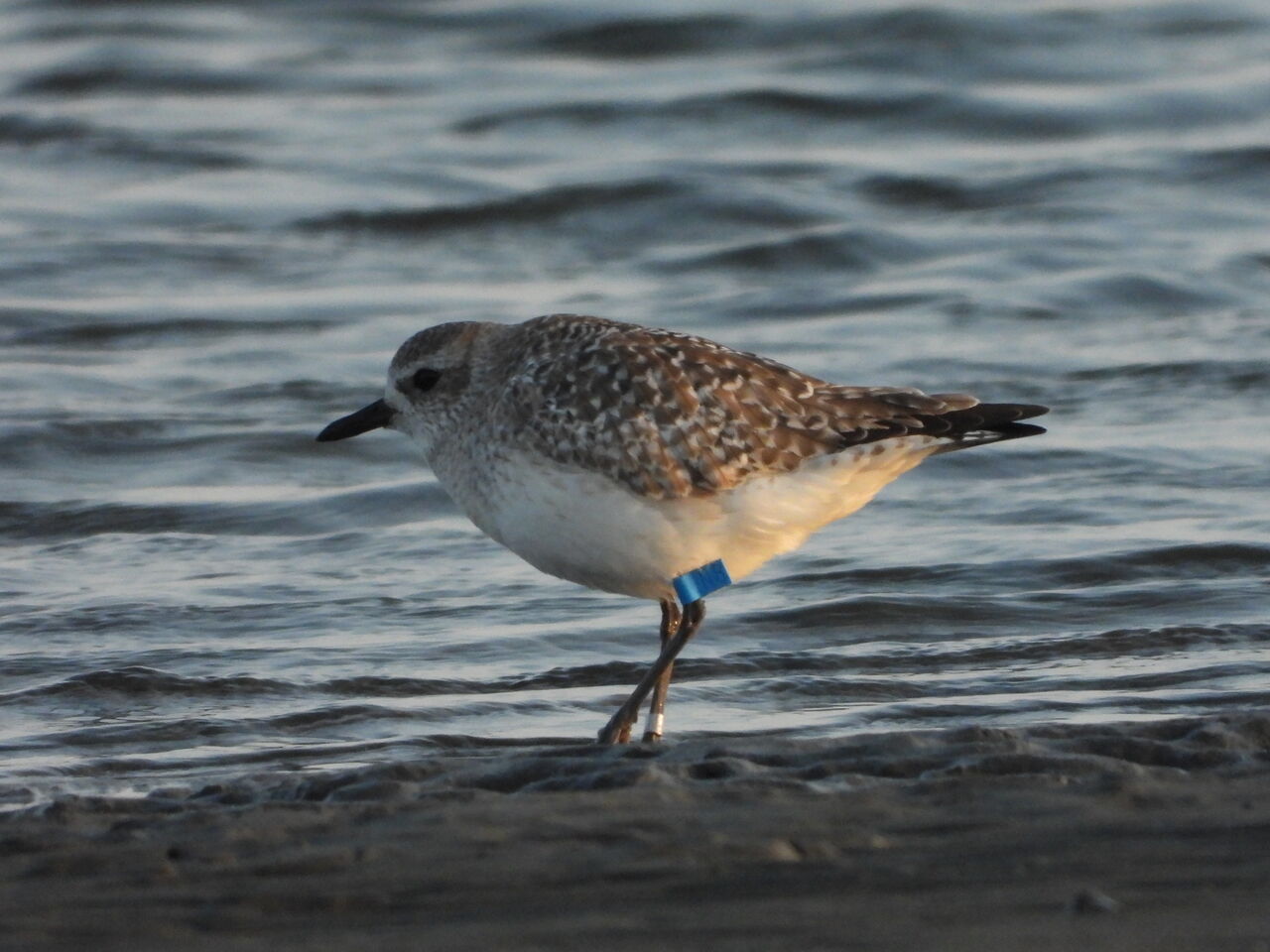 標識ダイゼン【N8】 2023年4-5月 / 7cy flagged Grey Plover observation in Japan ...