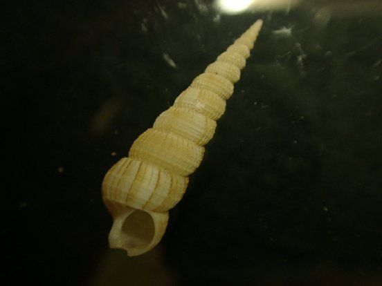 イトカケガイ科 : 海の貝っていいね！