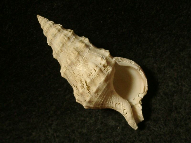 リシケナサバイ : 海の貝っていいね！