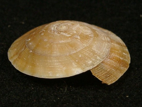 ウスバグルマ : 海の貝っていいね！