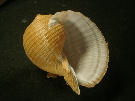 トウカムリ・ヤツシロガイなど : 海の貝っていいね！