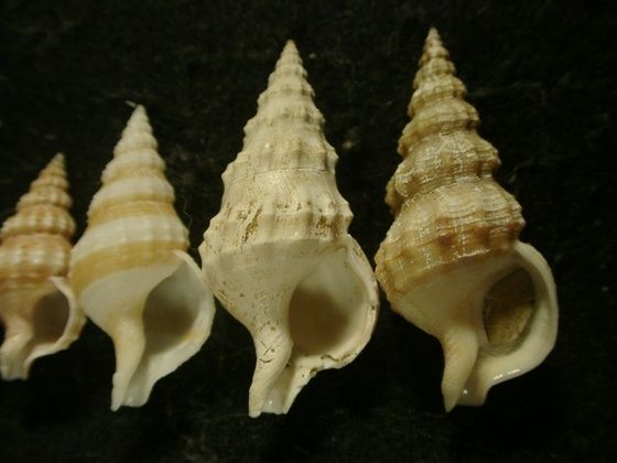 非常に難しいナサバイ類 : 海の貝っていいね！