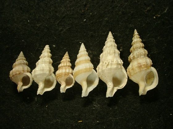 非常に難しいナサバイ類 : 海の貝っていいね！