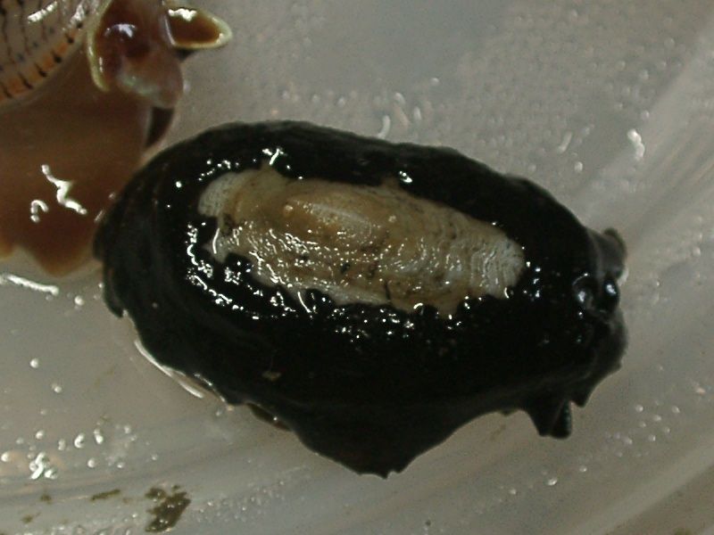 オトメガサ : 海の貝っていいね！