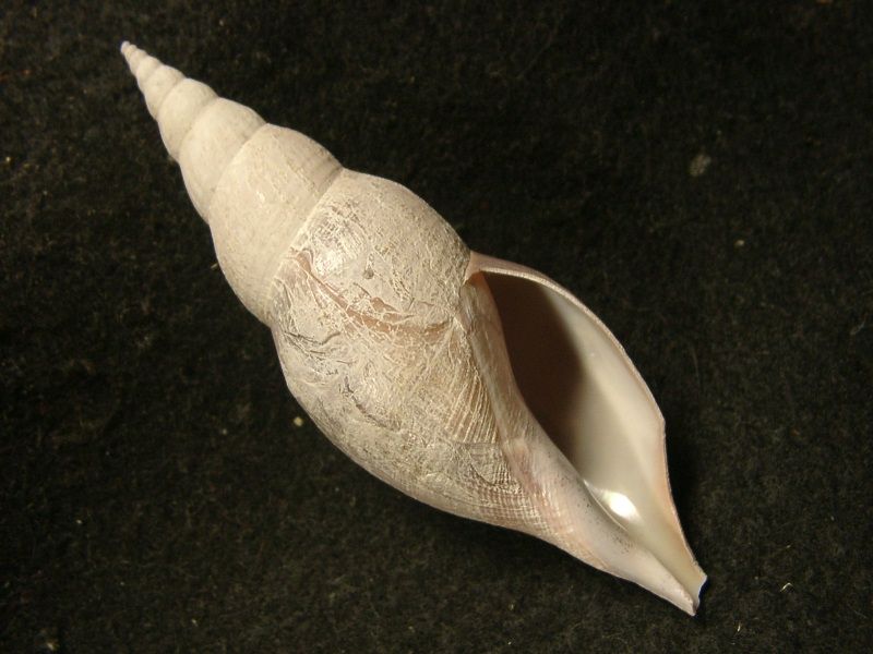 トウヒツシャジク : 海の貝っていいね！