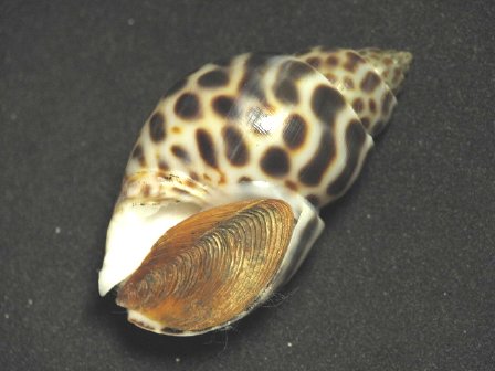 2008年08月 : 海の貝っていいね！