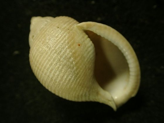 トウカムリ・ヤツシロガイなど : 海の貝っていいね！