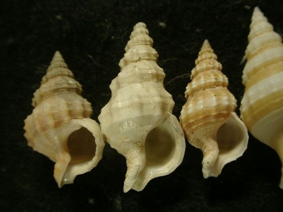 非常に難しいナサバイ類 : 海の貝っていいね！