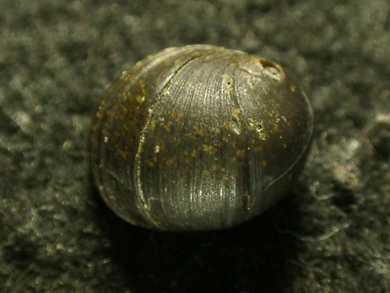 アマオブネガイ科 : 海の貝っていいね！