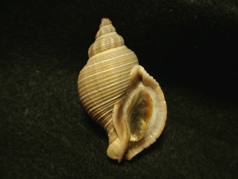 ミオツクシ : 海の貝っていいね！