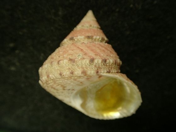 マキアゲエビス : 海の貝っていいね！