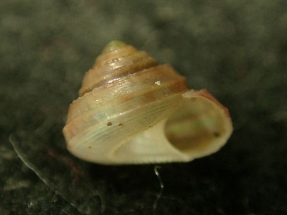 ニシキウズガイ科 : 海の貝っていいね！