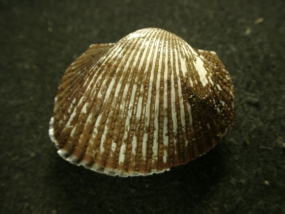 サトウガイ : 海の貝っていいね！