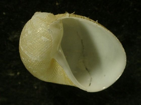 タマガイ科 : 海の貝っていいね！