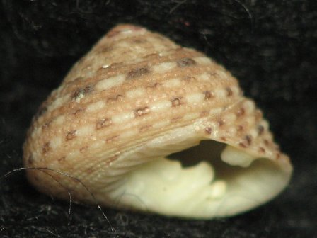 ウスイロナツモモ : 海の貝っていいね！