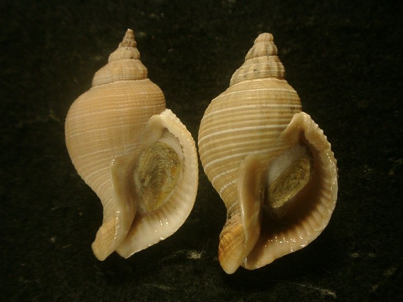 2018年10月 : 海の貝っていいね！