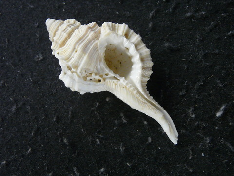 ゾウガイ : 海の貝っていいね！