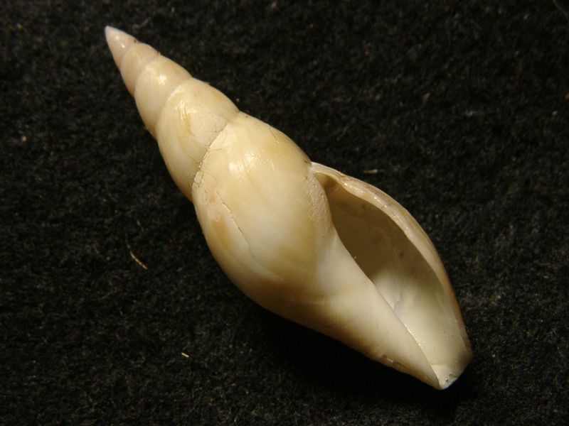 トウヒツシャジク？ : 海の貝っていいね！