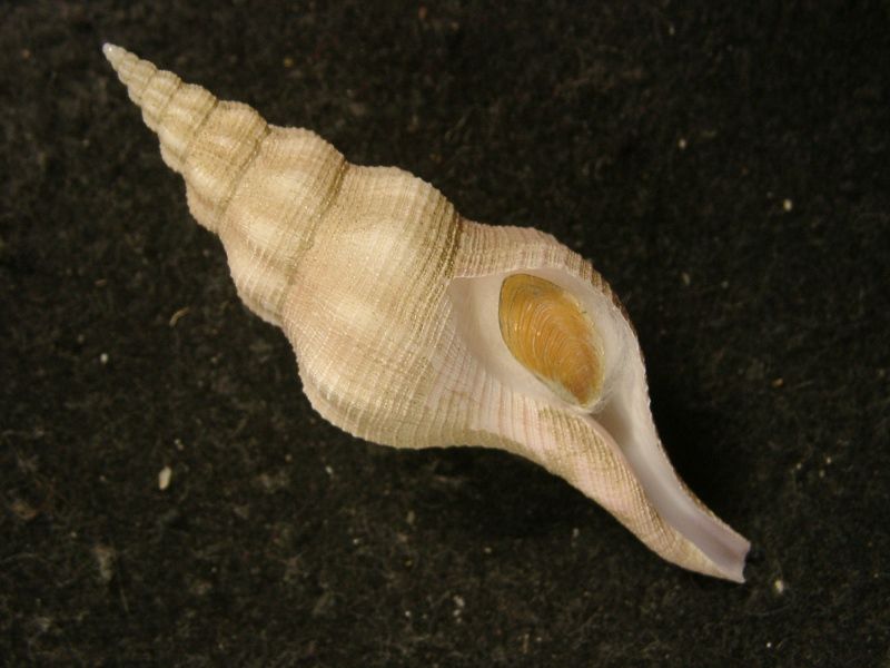 ワタゾコナガニシ : 海の貝っていいね！