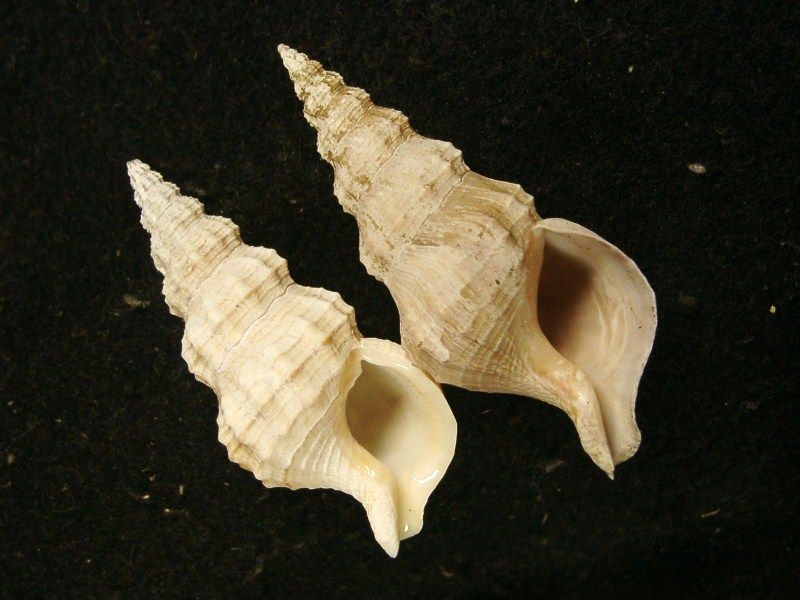 ナサバイ群 : 海の貝っていいね！