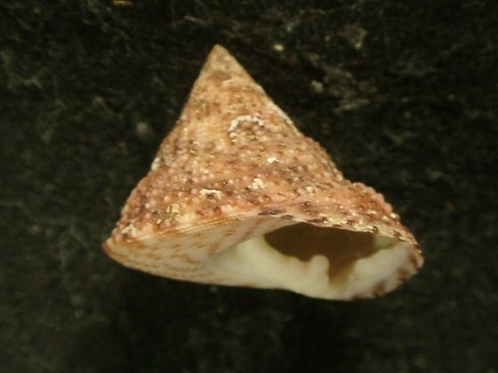 ニシキウズガイ科 : 海の貝っていいね！