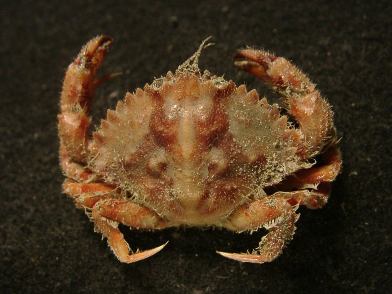 コイチョウガニ : 海の貝っていいね！