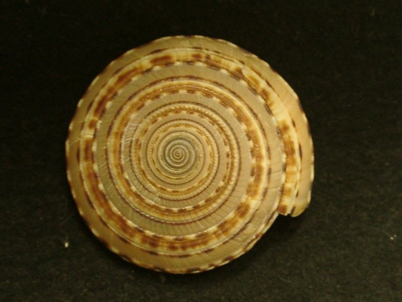 クルマガイ : 海の貝っていいね！