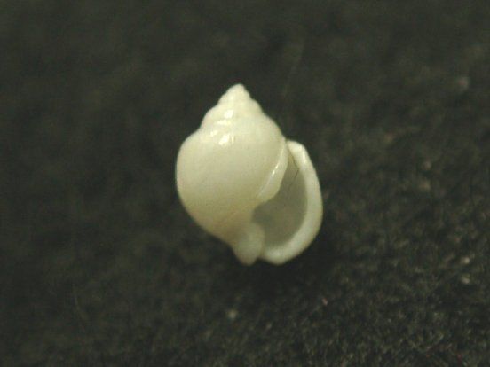 ミスガイ・キジビキガイ類 : 海の貝っていいね！