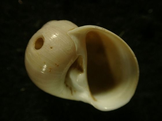 シシダマガイ : 海の貝っていいね！