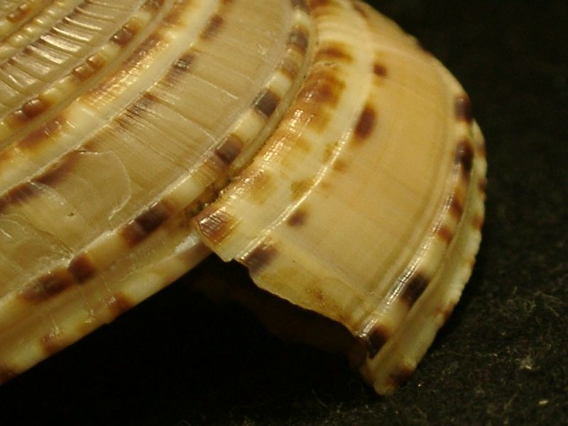 クルマガイ : 海の貝っていいね！