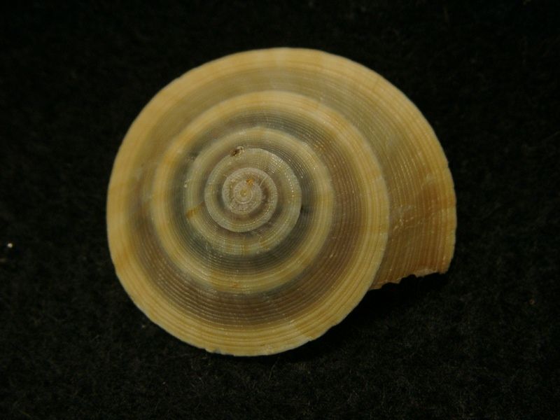 クルマガイ科 : 海の貝っていいね！