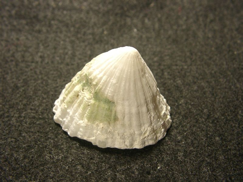 ユキノカサガイ : 海の貝っていいね！