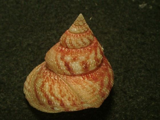 2016年09月 : 海の貝っていいね！