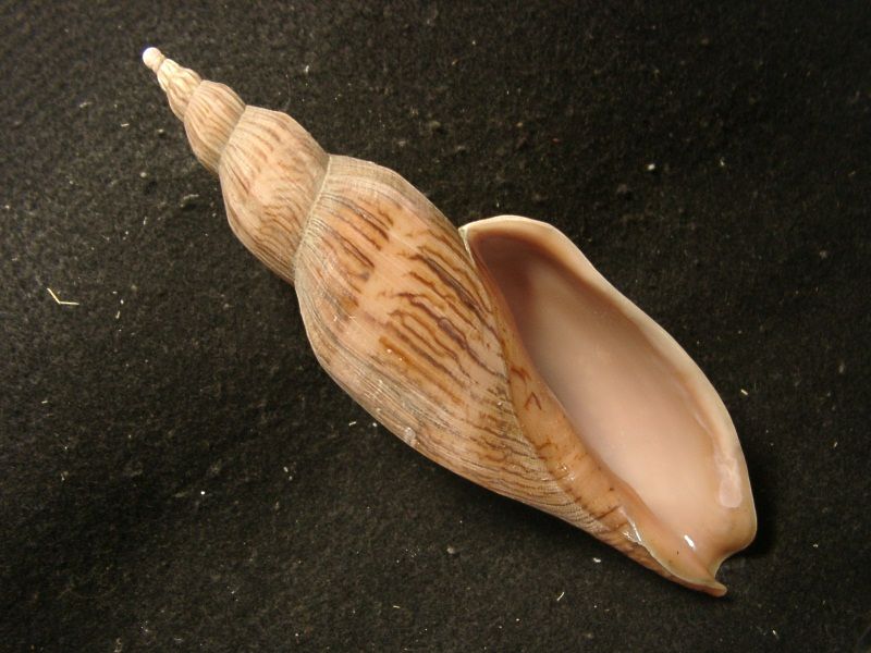 ガクフボラ科 : 海の貝っていいね！