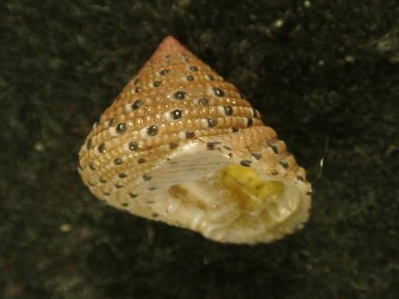 ナツモモガイ : 海の貝っていいね！