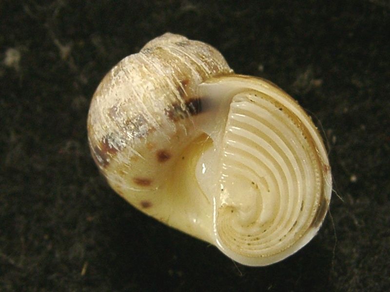 フロガイダマシ : 海の貝っていいね！